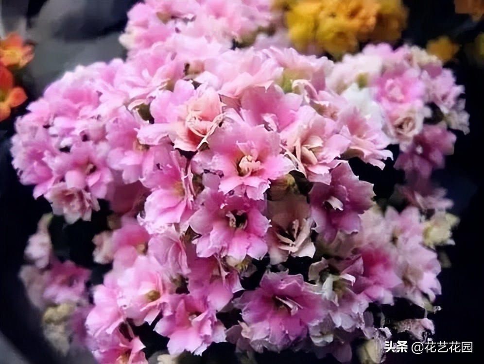 30 blooming longevity flowers, wishing your family a healthy and long ...