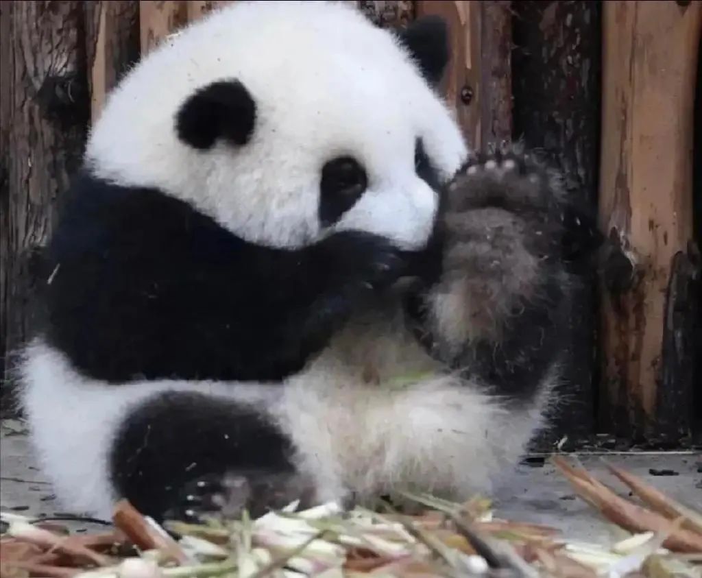 Panda "Hua Hua" has countless fans! Quick poke for those who don't know ...