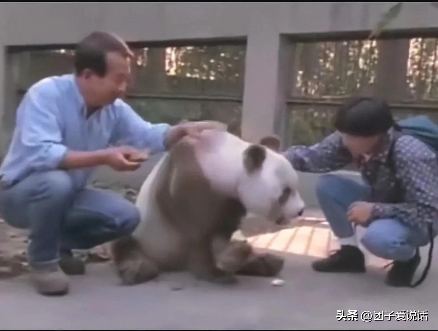 The world's first discovered brown and white giant panda "Dandan" and the story of Professor Pan ...