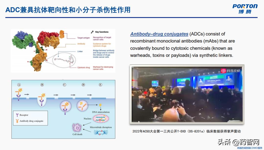 A key tool for ADC drug development: the role of CDMO in process ...