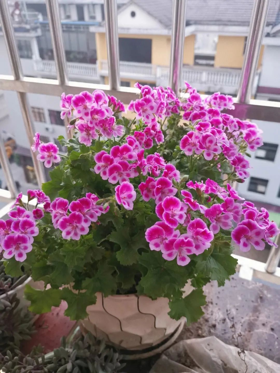 5 kinds of "hardworking flowers", blooming 365 days a year, never ...