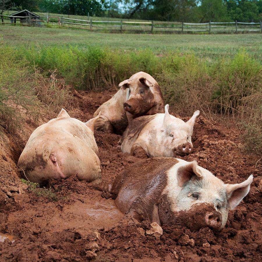 What are the consequences of transplanting pig hearts to humans? - iNEWS