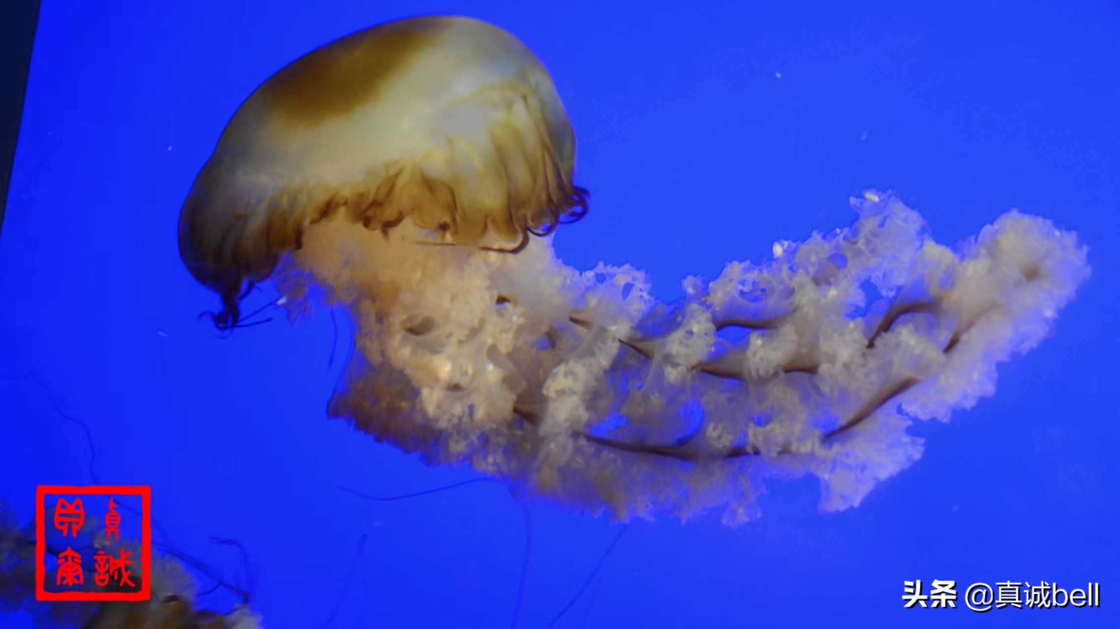 smart jellyfish - iMedia