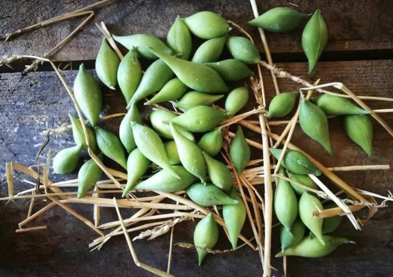 A kind of plant in the countryside, known as ground shoot melon, with ...