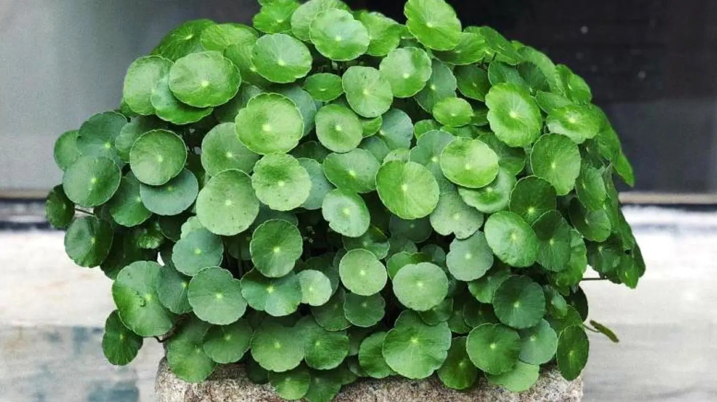 3 kinds of "adaptive" flowers that can live in the soil, suitable for ...