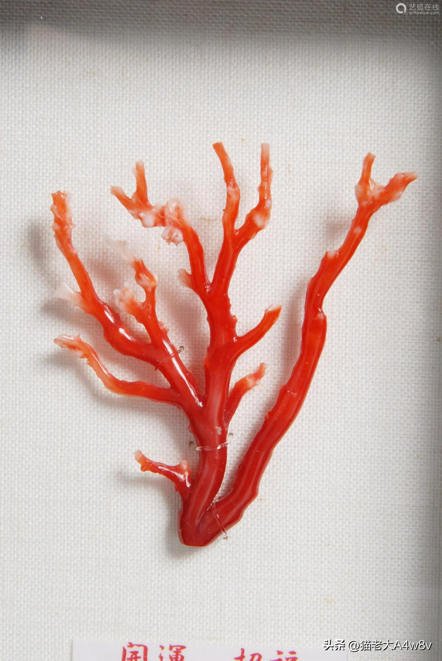 How to identify red coral - iNEWS