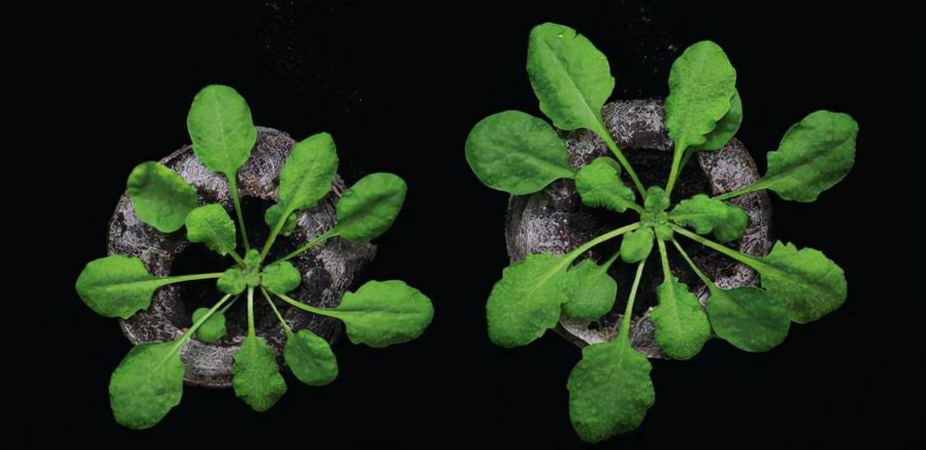 How the shade tolerant ecotype Acanthophyllum plants are more drought ...