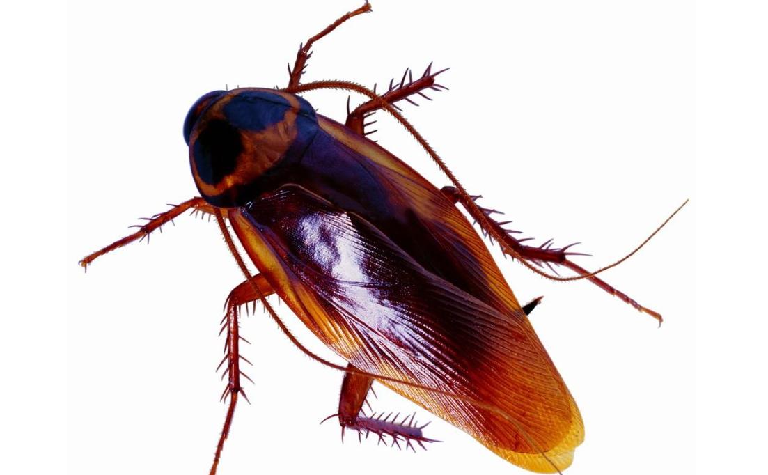 Can cockroaches really survive a nuclear explosion? Scientists have the ...