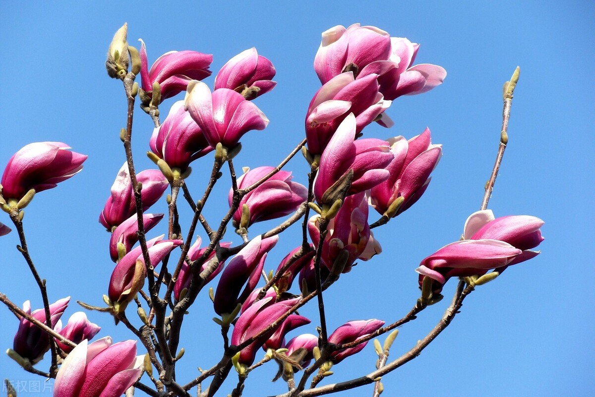 Pampering Liu Jiao Hua and Cold Food is Near: Li Qingzhao's Poem "Nian ...