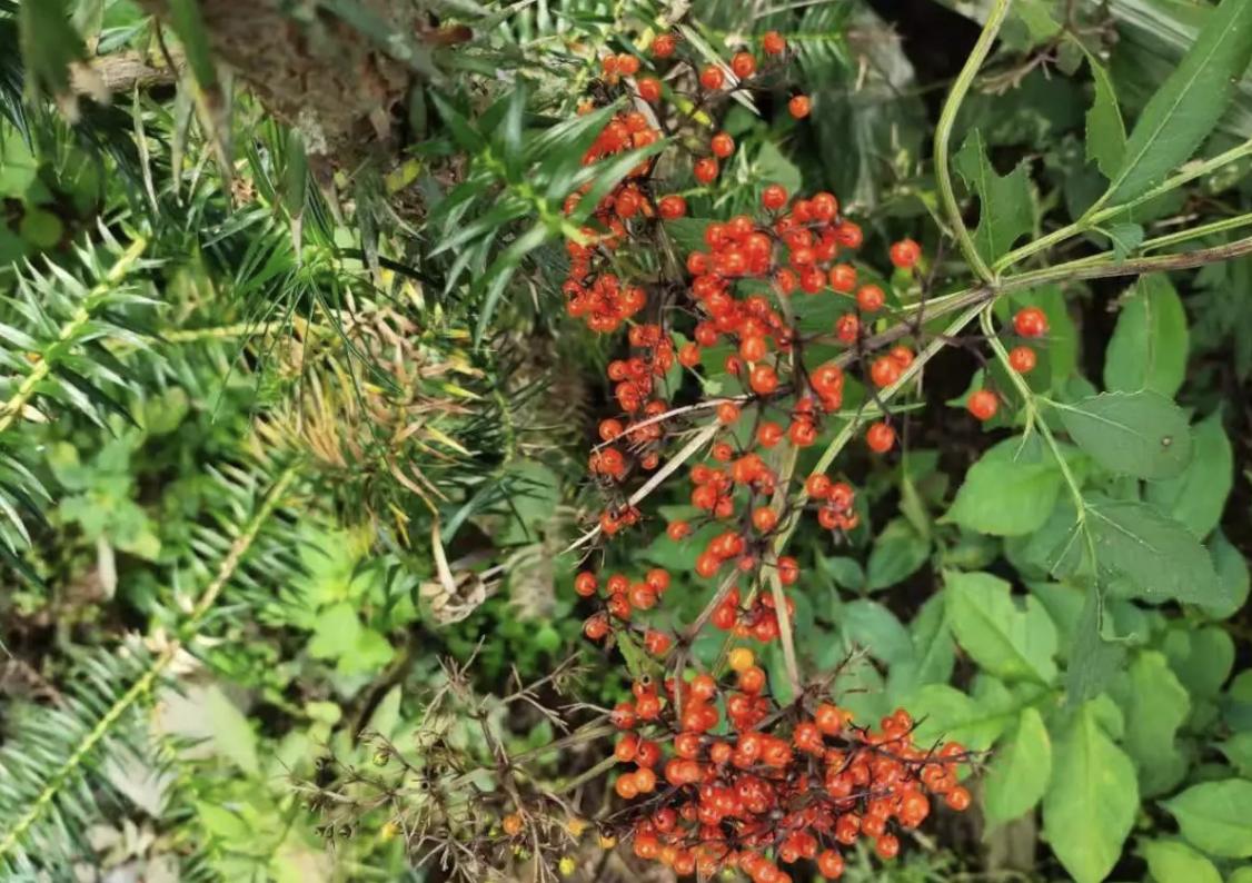Known as "big smelly grass", it has become a precious medicinal herb ...