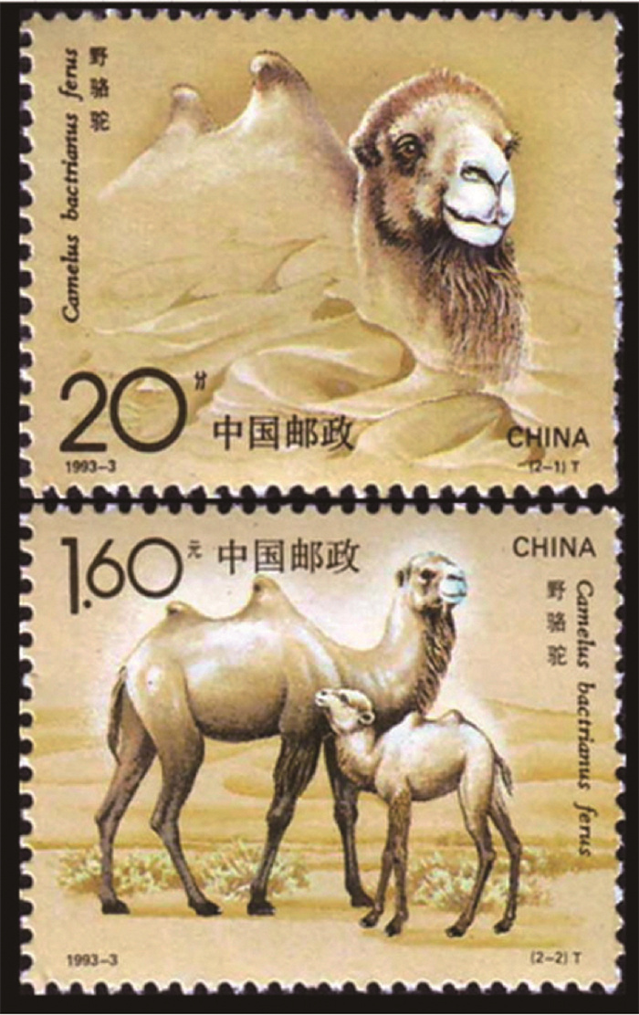 From "Wild Camel" stamp to "Camel Spirit" - iNEWS