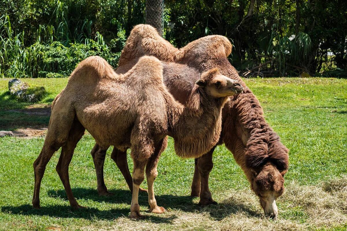 Why do camels eat salt? How important is salt to camels? - iNEWS