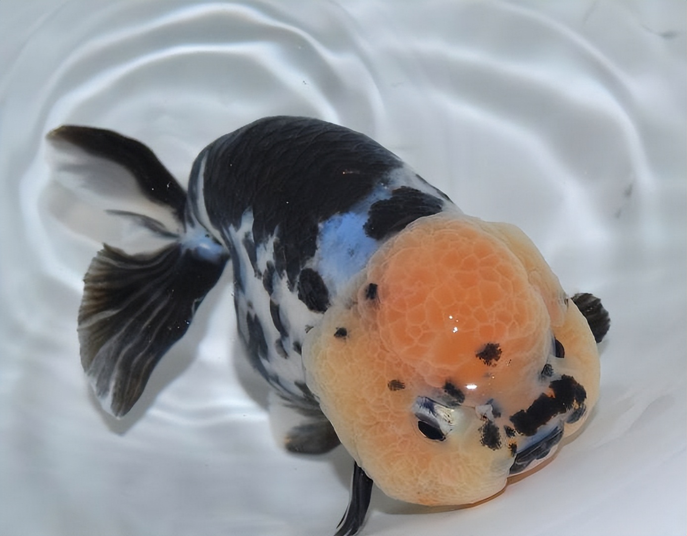 Guide to the correct feeding of Lanshou goldfish, beginners before ...