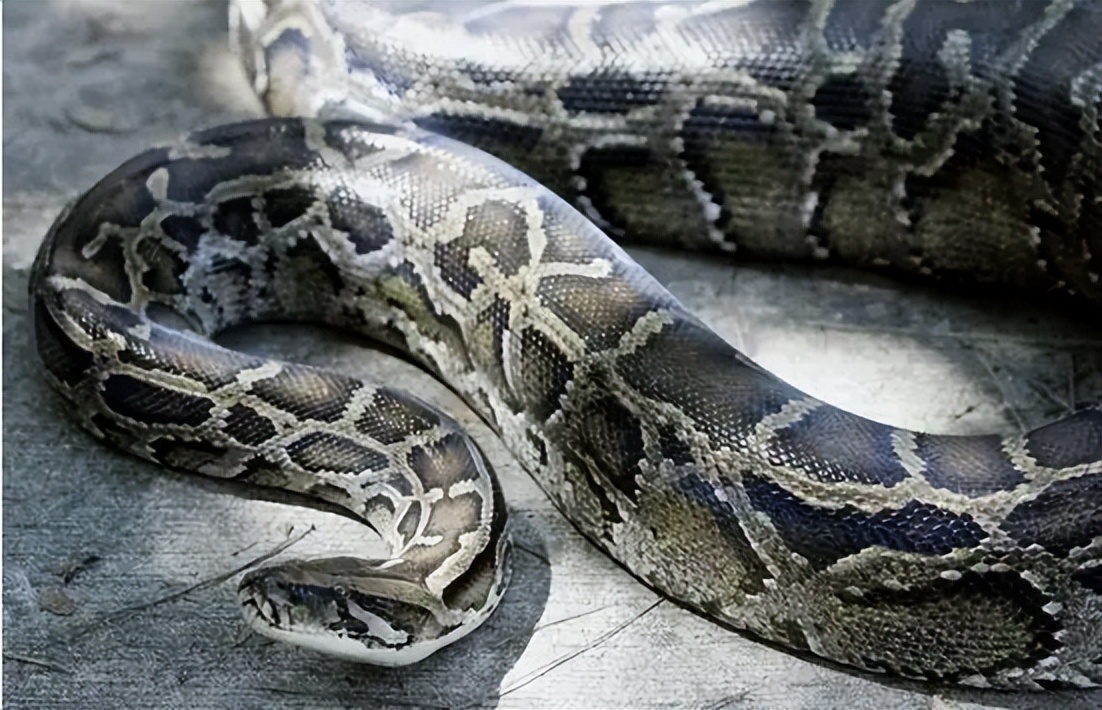 How big is the biggest snake in China?The Sichuan python incident is ...