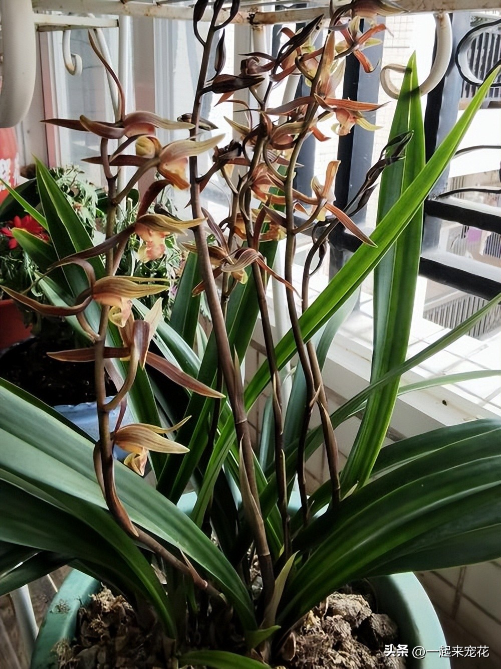 Raising Molan in October, teach you a few tricks to promote flowers - iNEWS