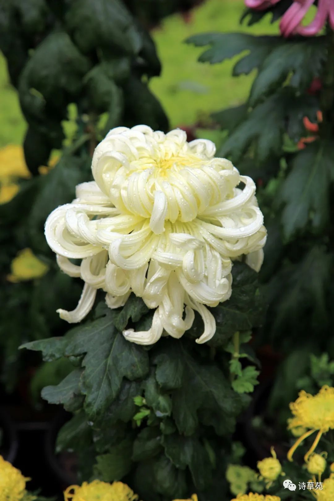 Wing Chrysanthemum (two songs) - iNEWS