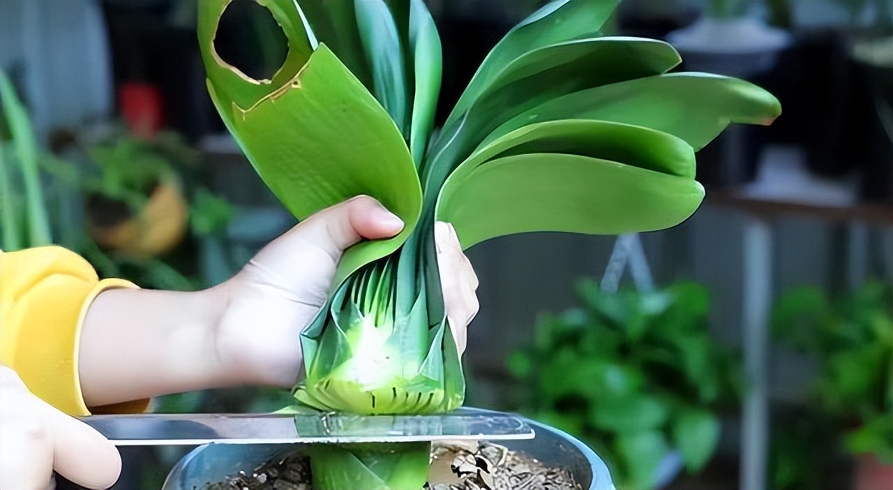 Want to raise "Clivia" with an "artistic sense"? You must learn to "cut ...