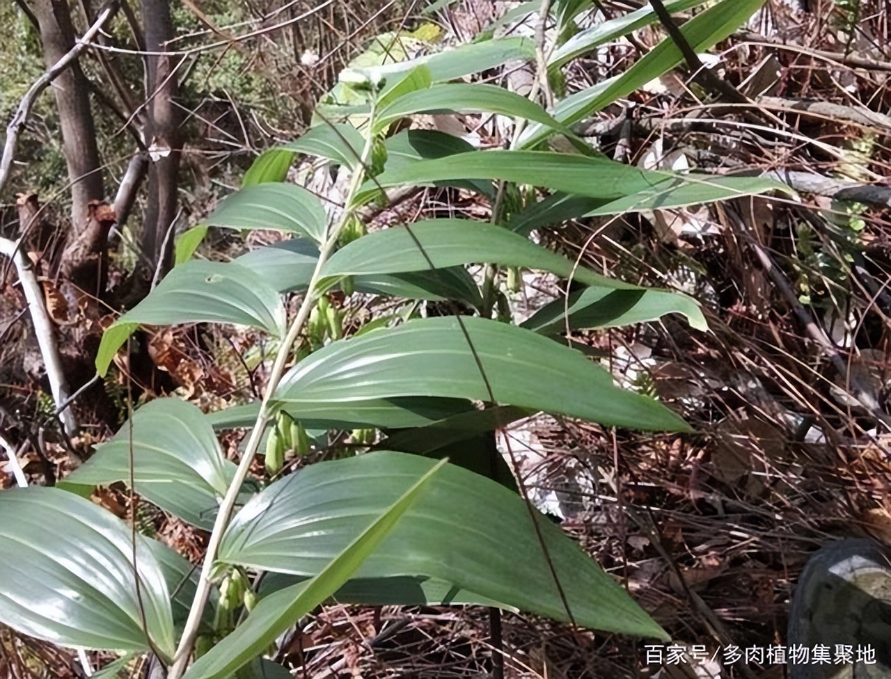 "Wild Ginger" on the mountain is an inconspicuous plant, but it is so ...