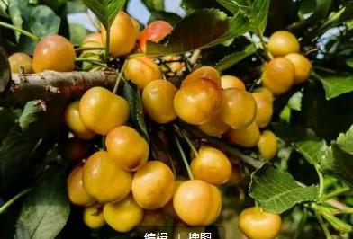 The 5 most expensive big cherries in Dalian, many people turned away ...