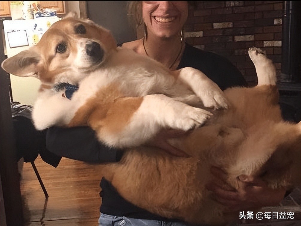 The World S Largest Corgi Weighing 27kg Is Too Big Inews