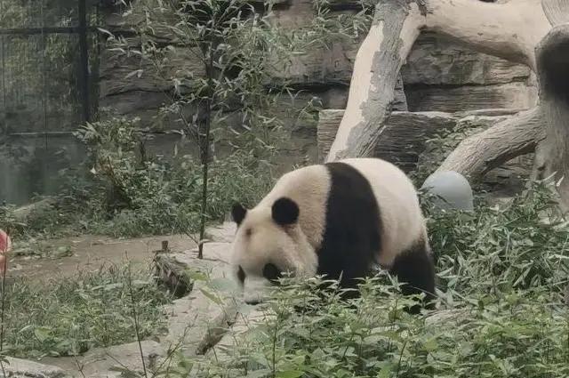 A giant panda in the zoo began to become "bald", about the size of two ...