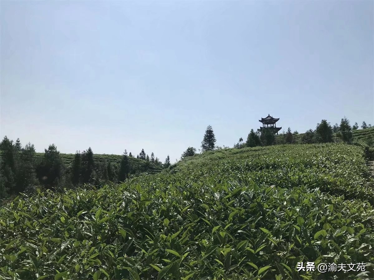 "Zi Siwen Cong" tea story and tea brand - iNEWS