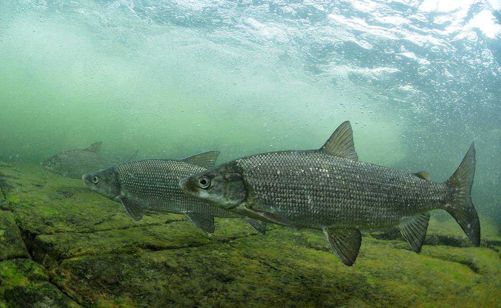 With 3 billion catties of fish a year and a water depth of 700 meters ...