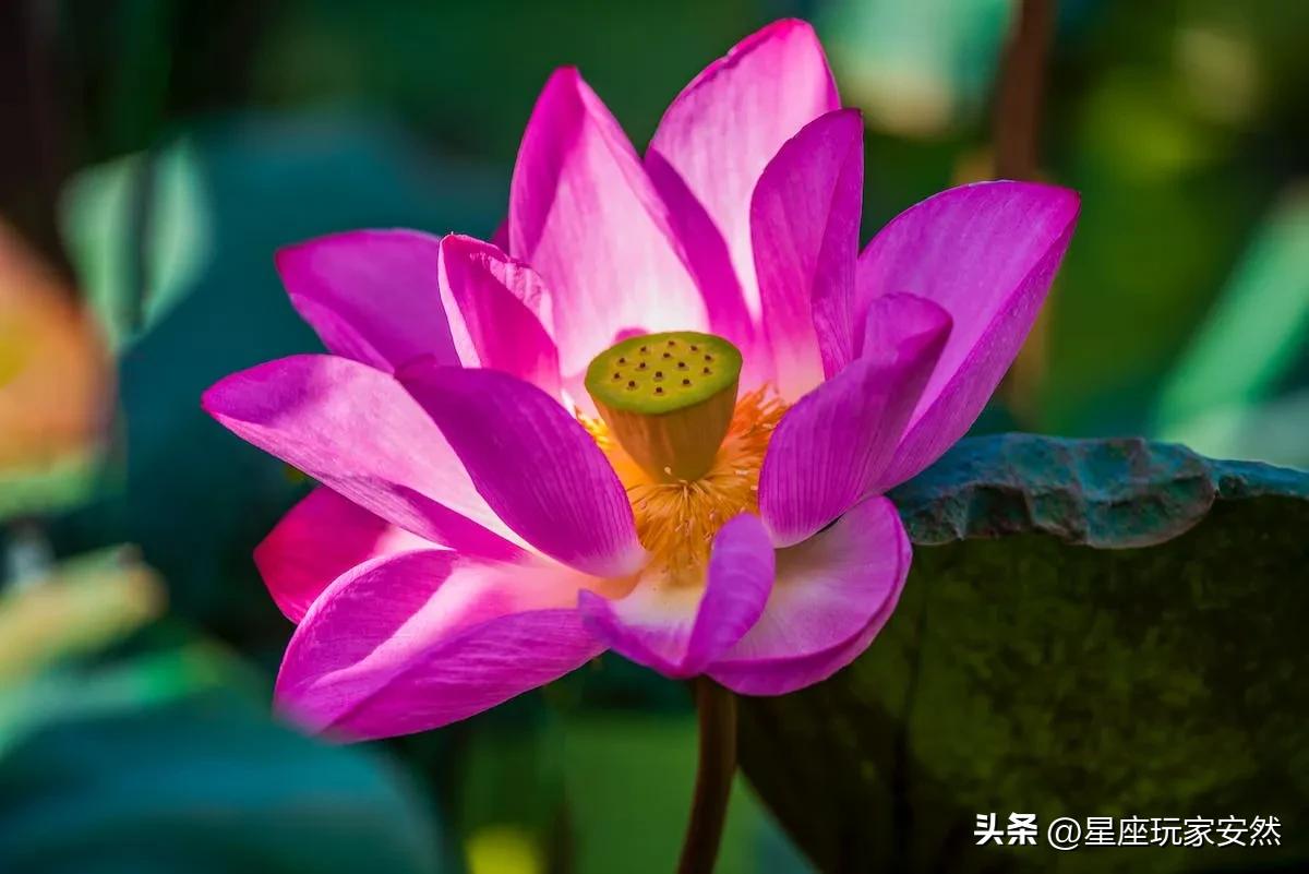 An unknown constellation, the wisdom of thousands of mountains and ...