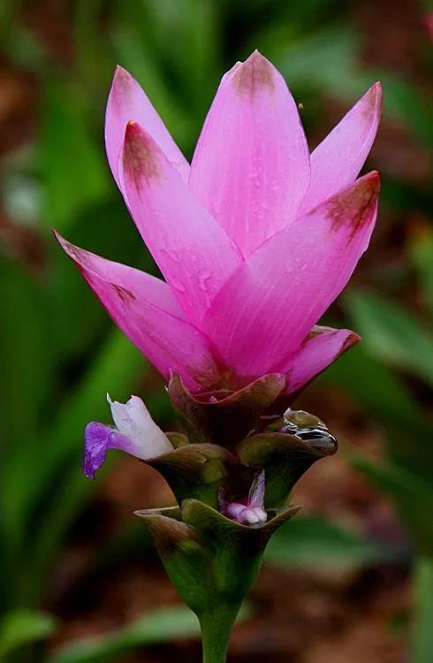 Ginger lotus, bulbs like ginger, flowers like lotus, lazy flowers, net ...