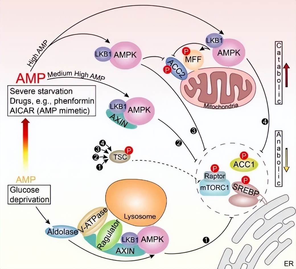 "Healthy and longevity!" Lin Shengcai's team developed a new AMPK ...