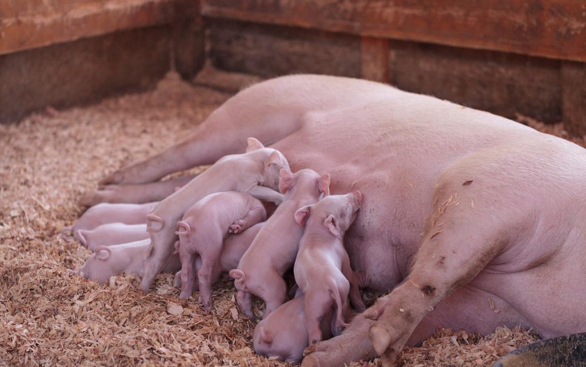 What are the dangers of slow farrowing in sows? Is it serious if a sow ...