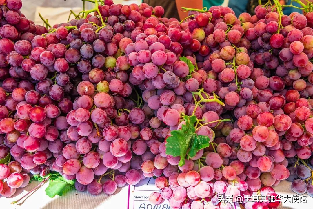 Did you know that Anatolia is the home of grapes? - iMedia