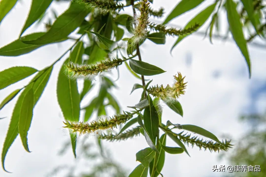When will the "flying catkins" that started in spring end?Don't forget ...