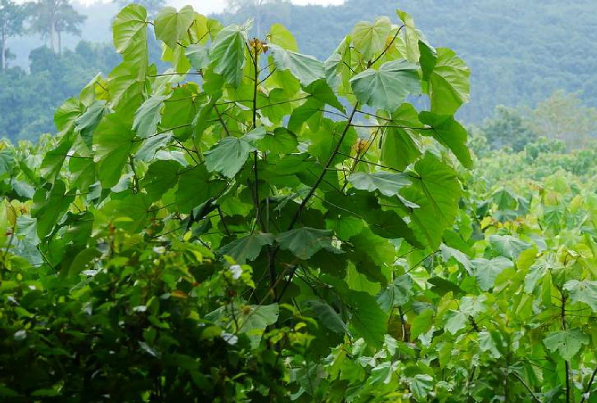 Balsa wood: Why does China insist on introducing the lightest tree in ...