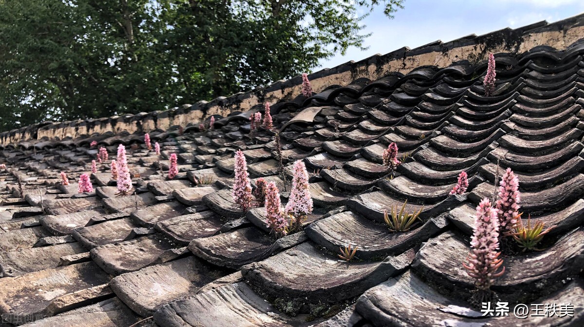 A Succulent: Vasson - iNEWS