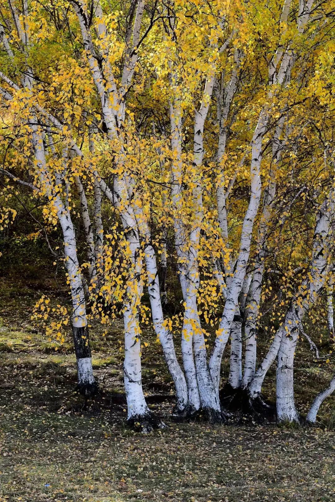 "Chang Feng Dang Song - (128) Great Master" - iNEWS