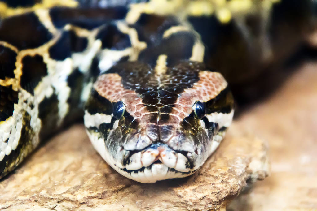 How does it feel to be swallowed alive by a snake?American scientists ...