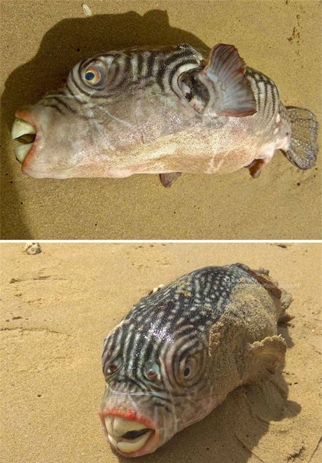 18 rare photos of deep-sea creatures, ugly to live long! - iNEWS