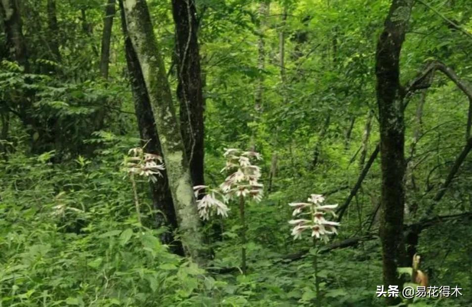 Incredible!Spectacular and beautiful "Lily Prince" - Big Lily - iNEWS
