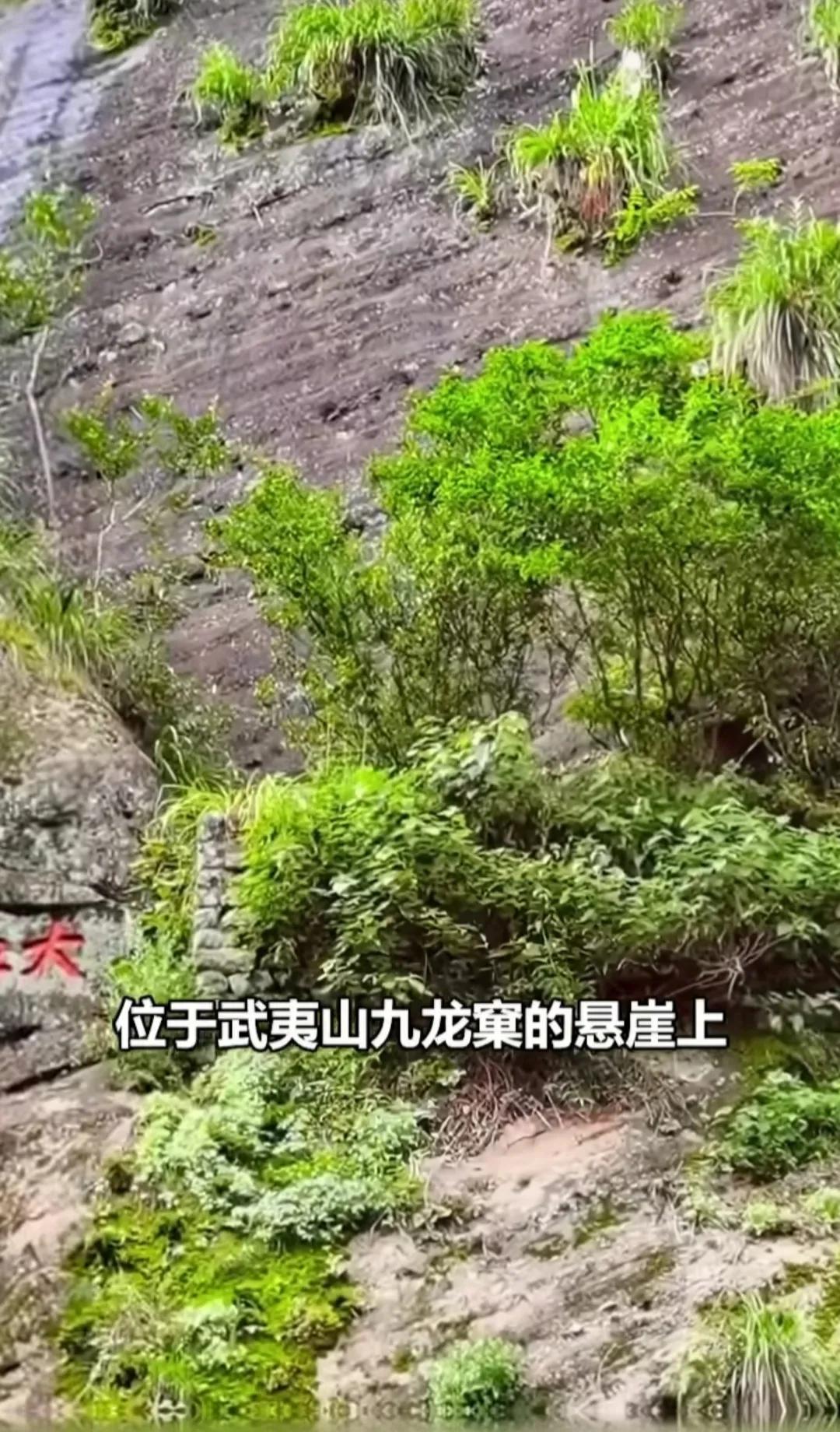 The three most expensive trees in China - iMedia