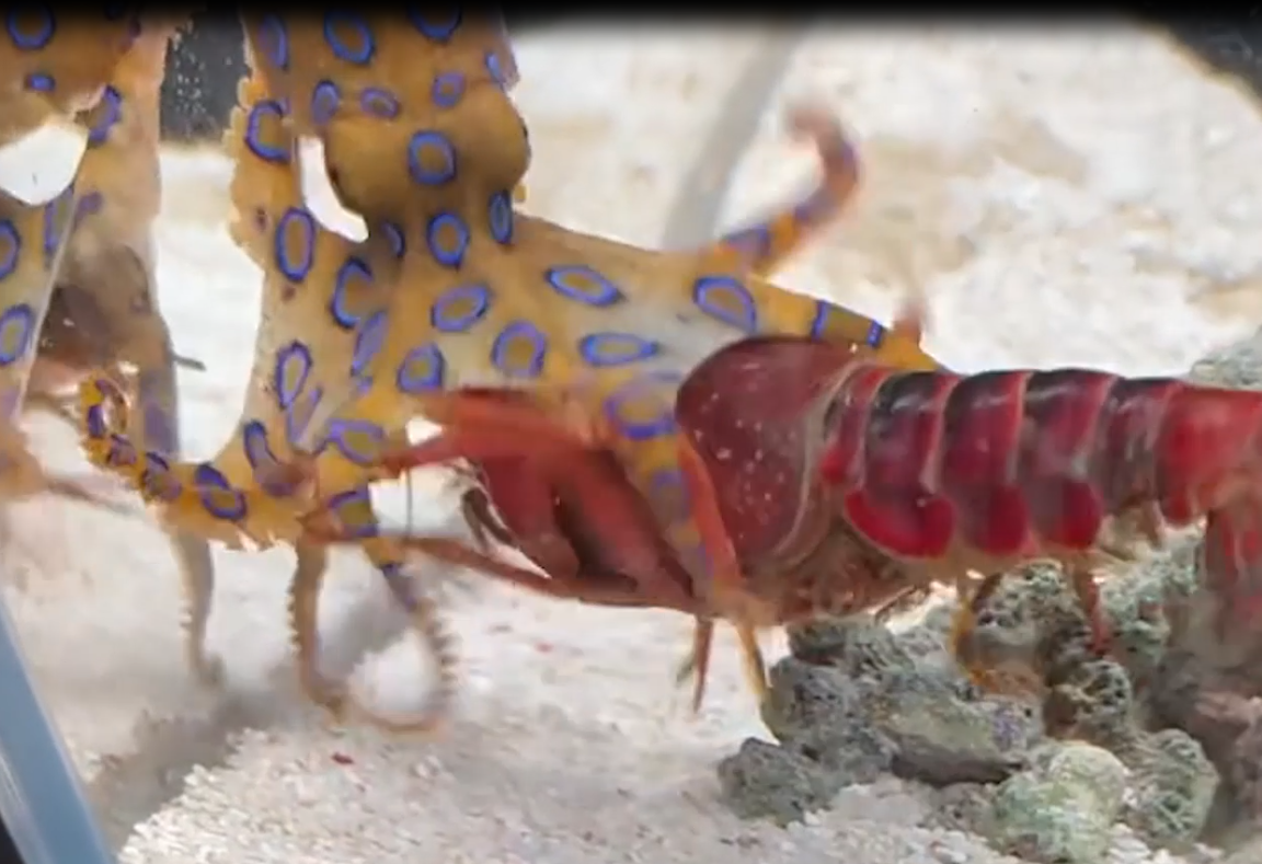 Wang Xiaoguai fought the escaped blue-ringed octopus, and gave away 15 ...