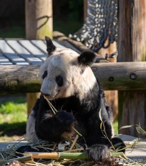 The countdown to Yaya's return to China, the staff replied: wait for ...