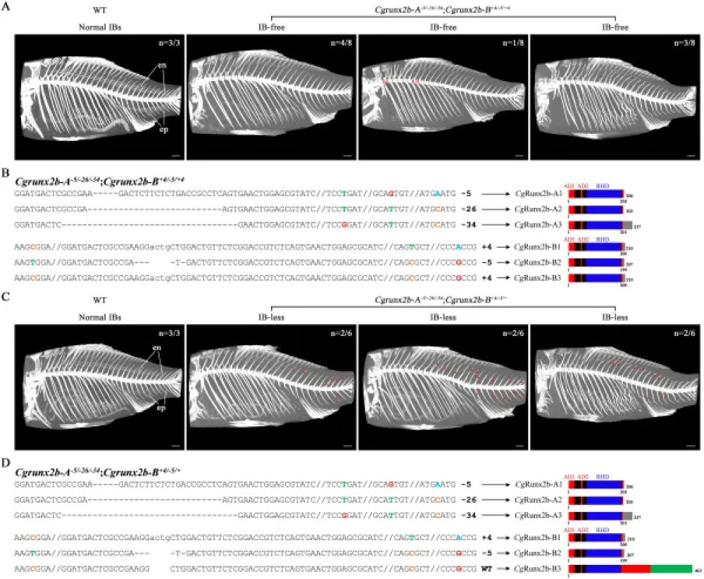 How powerful is science? How did the Chinese Academy of Sciences create ...