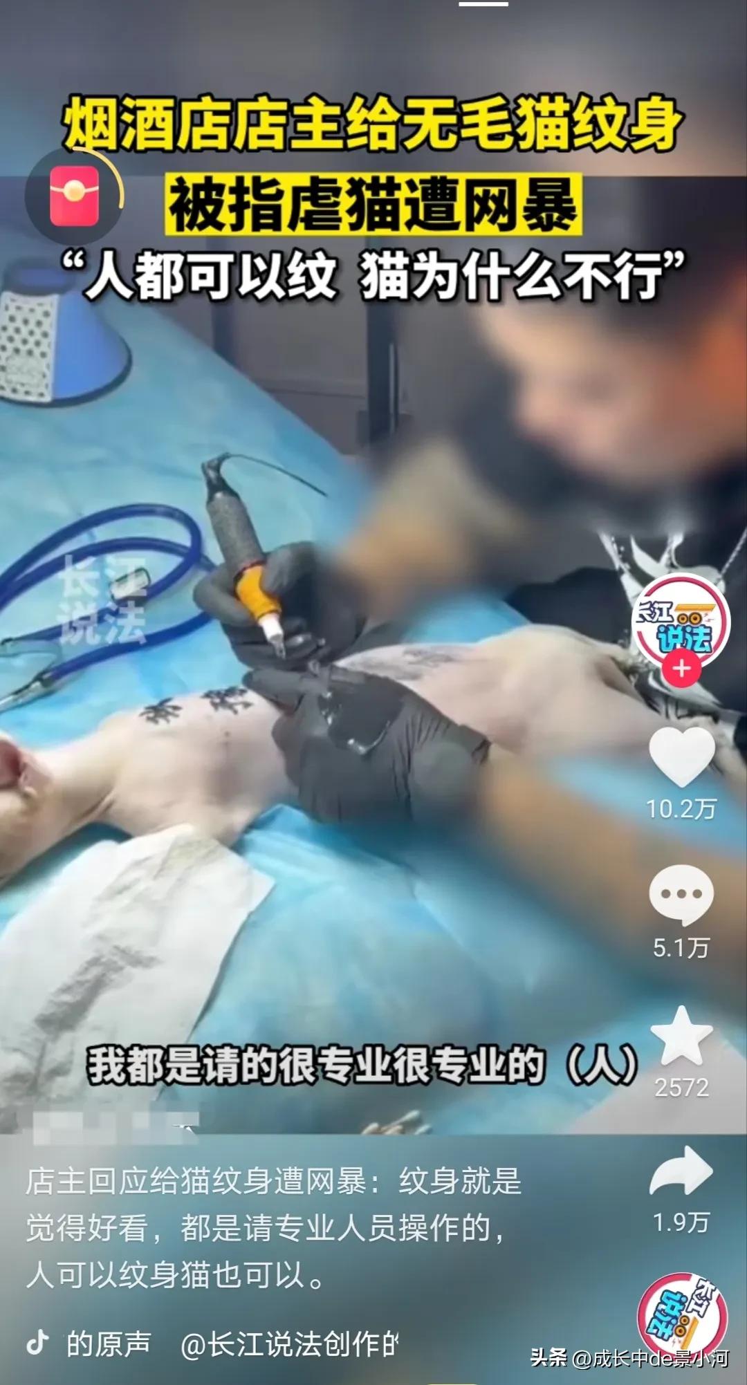 Neutering or tattooing, which one do pets prefer to accept? Netizens ...