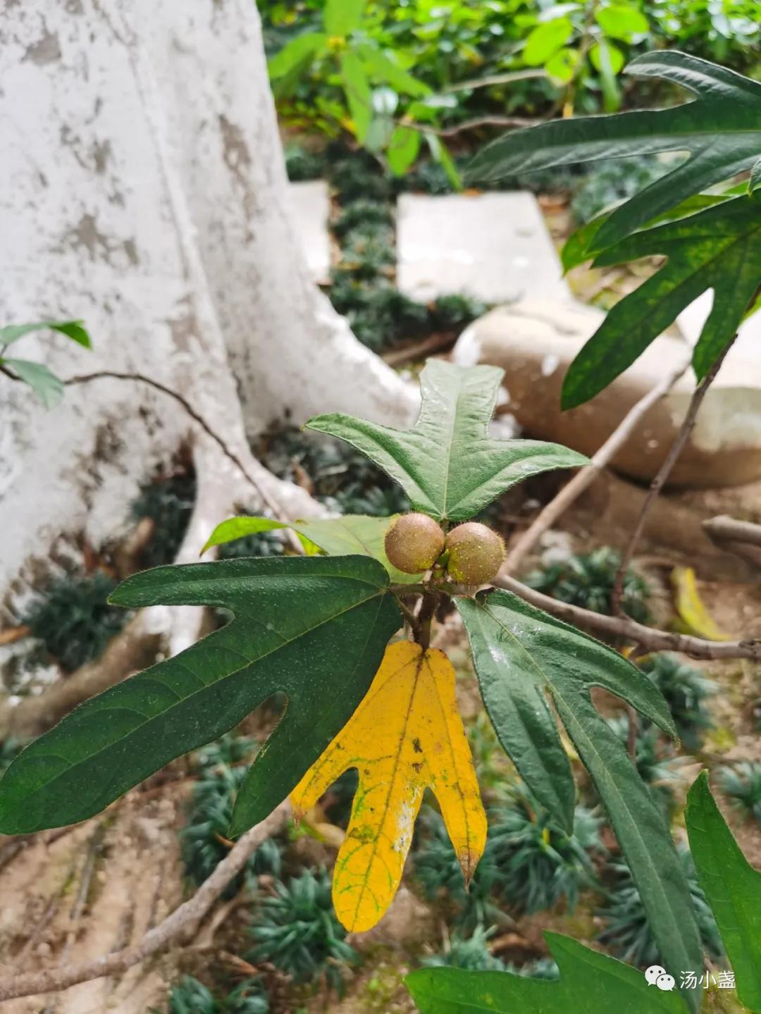 Five-finger hair peach: Astragalus from southerners - iNEWS