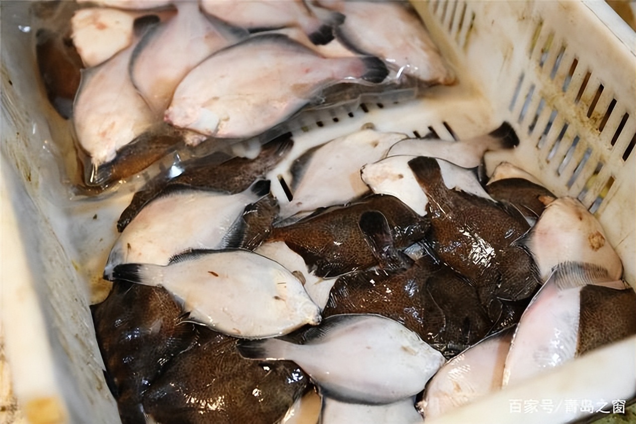 In 2010, migrant workers in Sanya caught a "strange fish", which was ...