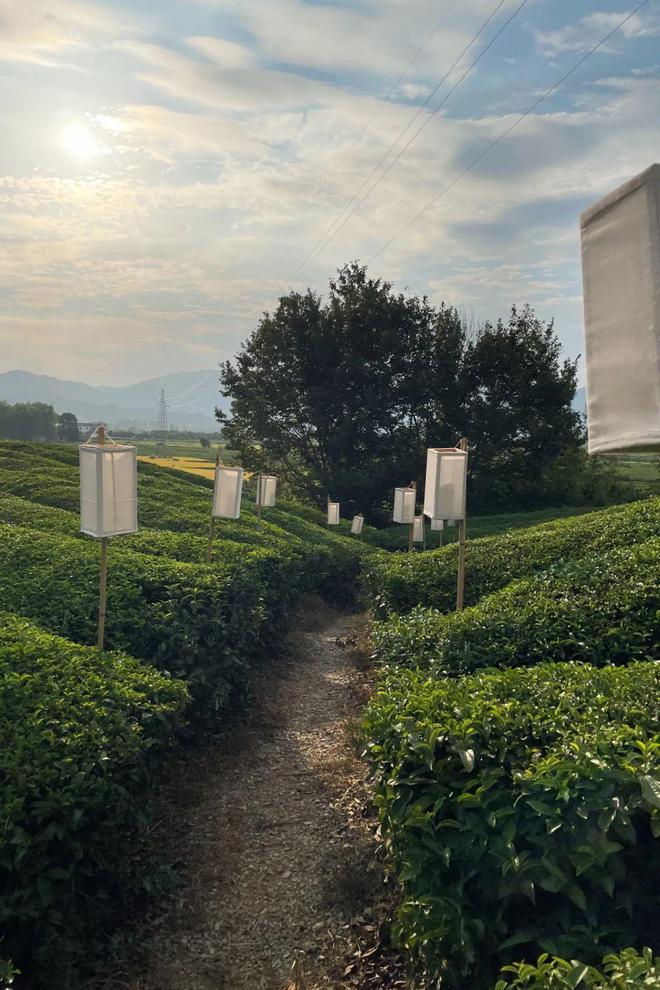 Jiangxi, tea in tea - iNEWS
