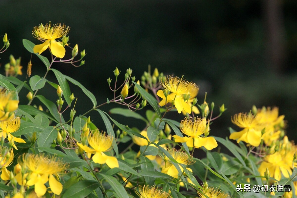 Appreciation of Six Poems of Summer Flower Hypericum: My favorite green ...