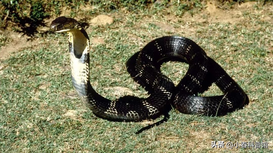 The black mamba singles out the king cobra, and the two venomous snakes ...