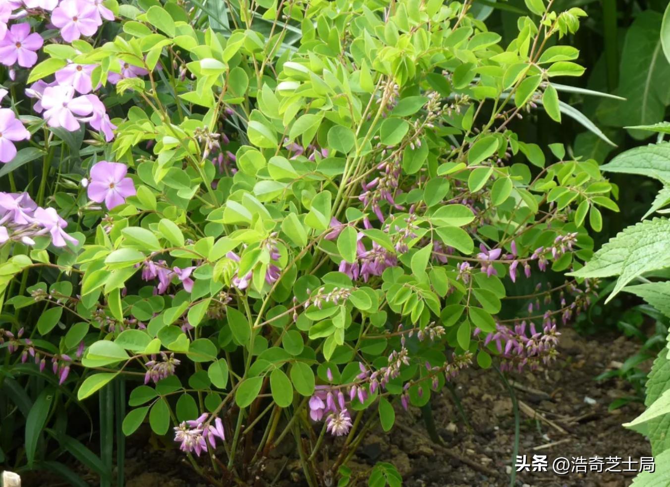 Before the introduction of indigo, the biological characteristics ...